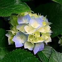 Women Heroes of World War II: 26 Stories of Espionage, Sabotage ...