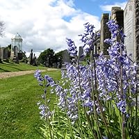 Life Before Life: A Scientific Investigation of Children's Memories of ...
