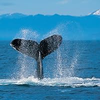 In and Out of Step by Christine M. Knight | Goodreads