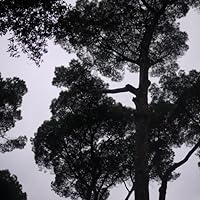 Street Art: The Graffiti Revolution by Cedar Lewisohn | Goodreads