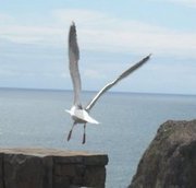 The Girl Who Cried Flowers and Other Tales by Jane Yolen | Goodreads