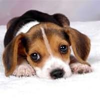 I Survived the Bombing of Pearl Harbor, 1941 by Lauren Tarshis | Goodreads