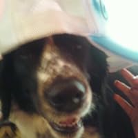 There Will Be Bears by Ryan Gebhart | Goodreads