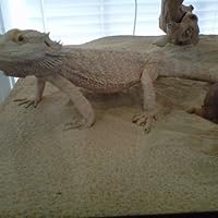 The Gentling Box by Lisa Mannetti | Goodreads