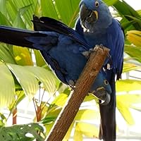 Red Dragon Codex (Dragon Codices, #1) by R.D. Henham | Goodreads