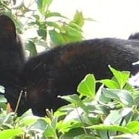 The Fantastic Fable of Peter Able by Natalie Grigson | Goodreads