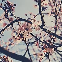 The Spanish Holocaust: Inquisition and Extermination in Twentieth ...