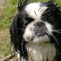 Finnie Walsh by Steven Galloway | Goodreads