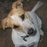 Galloglas: Hebridean and West Highland Mercenary Warrior Kindreds in ...