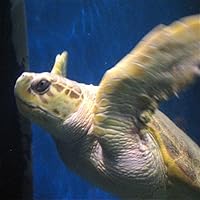 Sweet Ruin by Cathi Hanauer | Goodreads