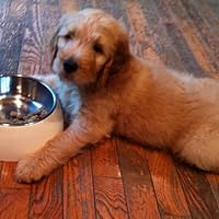 The Day Roy Riegels Ran the Wrong Way by Dan Gutman | Goodreads