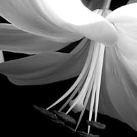 The Bite of the Mango by Mariatu Kamara | Goodreads