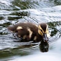 Six More Months of June by Daisy Garrison | Goodreads