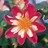 City of Dreadful Delight: Narratives of Sexual Danger in Late-Victorian ...