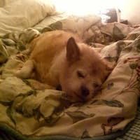 Two's a Crowd (Pug Pals, #1) by Flora Ahn | Goodreads