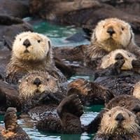 Astral Dynamics: A New Approach to Out-Of-Body Experience by Robert ...