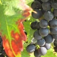 The Doula by Bridget Boland | Goodreads