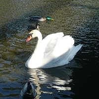 Taggerung (Redwall, #14) by Brian Jacques | Goodreads