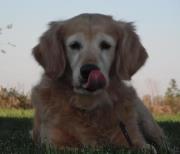 The Patchwork Bike by Maxine Beneba Clarke | Goodreads