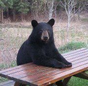 Peace, Power, Righteousness: An Indigenous Manifesto by Taiaiake Alfred ...