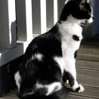 Billy Bird by Emma Neale | Goodreads