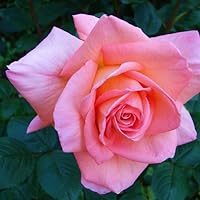 The Cloth Paper Scissors Book: Techniques and Inspiration for Creating ...