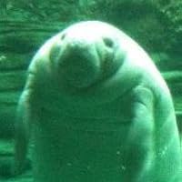 Pierre: A Cautionary Tale in Five Chapters and a Prologue by Maurice ...