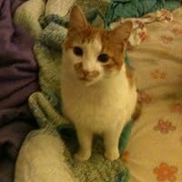 Little Gypsy by Roxy Freeman | Goodreads