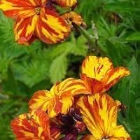 Duncton Rising (Book of Silence, #2) by William Horwood | Goodreads