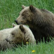 Vancouver Noir: 1930-1960 by John Belshaw | Goodreads