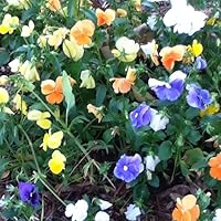 The Worm Whisperer by Betty Hicks | Goodreads