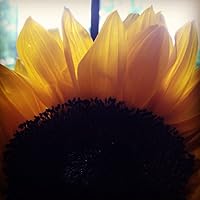 Rejection by Tony Tulathimutte | Goodreads