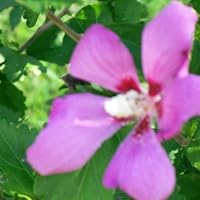 The Shunning (The Heritage of Lancaster County, #1) by Beverly Lewis ...