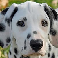 An American Fraud: One Lawyer's Case Against Mormonism by Kay ...