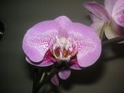 Finding Merlin: The Truth Behind the Legend by Adam Ardrey | Goodreads