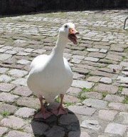 Canadian History: Pre-Confederation by John Douglas Belshaw | Goodreads