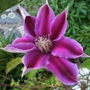 Silver Springs by Jennifer Baisch | Goodreads