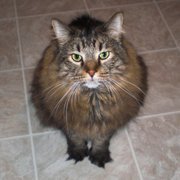 The Fallen Series Boxed Set (Fallen, #1-4) by Lauren Kate | Goodreads