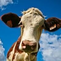 The Little Way of Ruthie Leming: A Southern Girl, a Small Town, and the ...