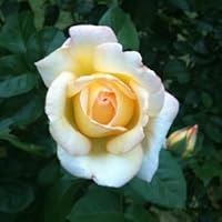 Dissolution by Nicholas Binge | Goodreads