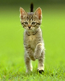 World War II: Behind Closed Doors; Stalin, the Nazis, and the West by ...