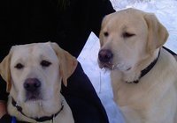 An Accident in Paris by Gavin Collinson | Goodreads