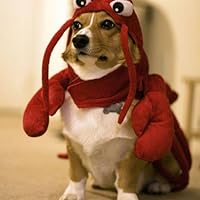 Ask Me No Questions by Marina Budhos | Goodreads