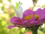 A Wolf Called Romeo by Nick Jans | Goodreads