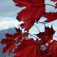 The Adoption Reunion Survival Guide: Preparing Yourself for the Search ...