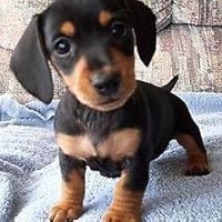 Like Pickle Juice on a Cookie (Eleanor, #1) by Julie Sternberg | Goodreads