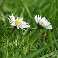 The Ruby Red Trilogy: Ruby Red, Sapphire Blue, Emerald Green by Kerstin ...