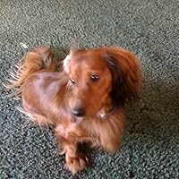 Diamonds in the Shadow by Caroline B. Cooney | Goodreads