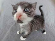 The Malloreon Boxed Set: Guardians of the West / King of the Murgos ...