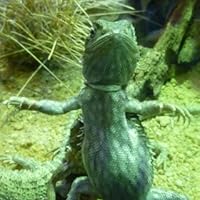 The Simple Gift by Steven Herrick | Goodreads